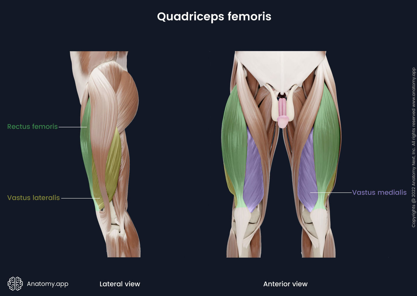 Quadriceps femoris (lateral and anterior view) | Anatomy.app