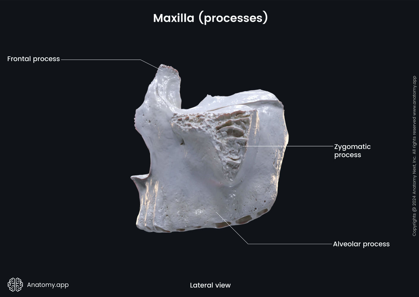 Processes of maxilla (lateral view) | Anatomy.app