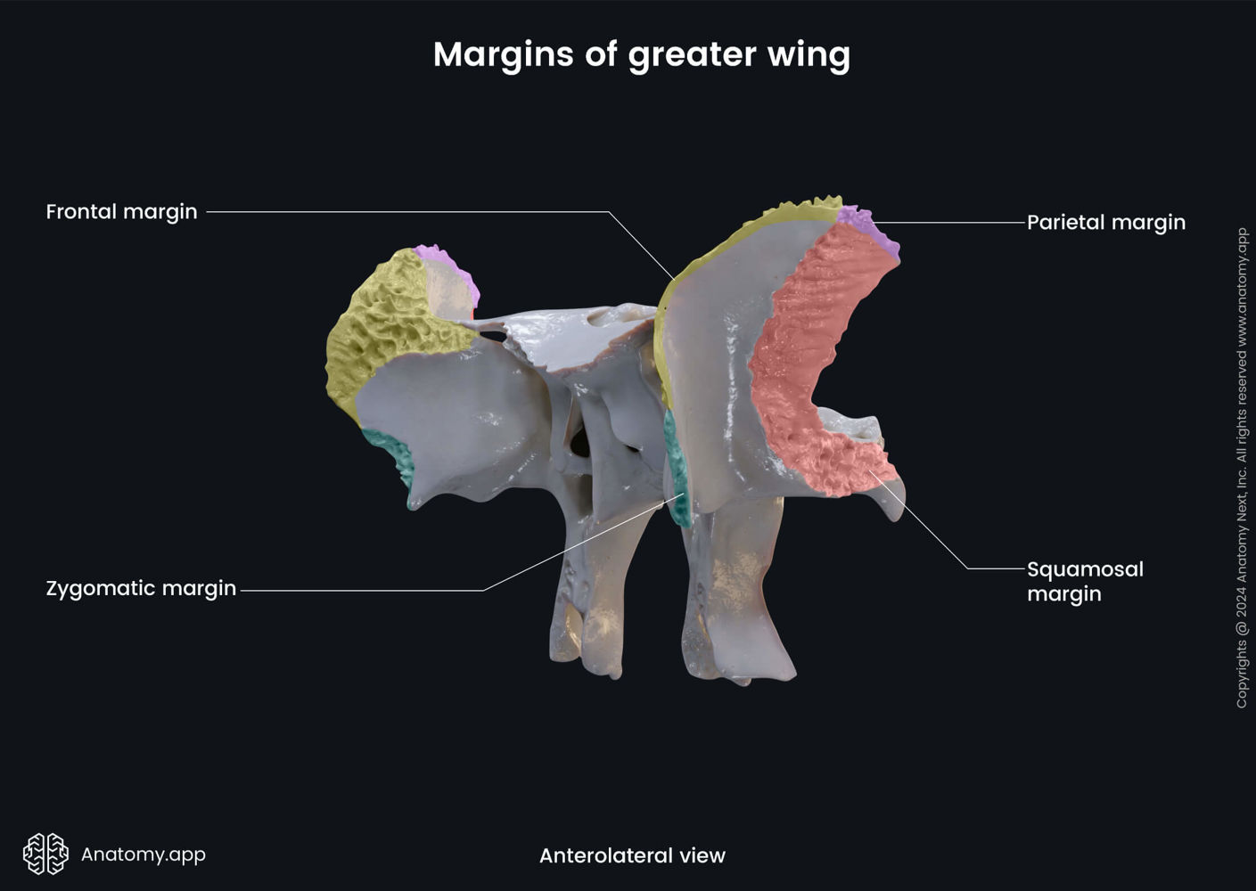 Margins of greater wings (sphenoid) | Anatomy.app