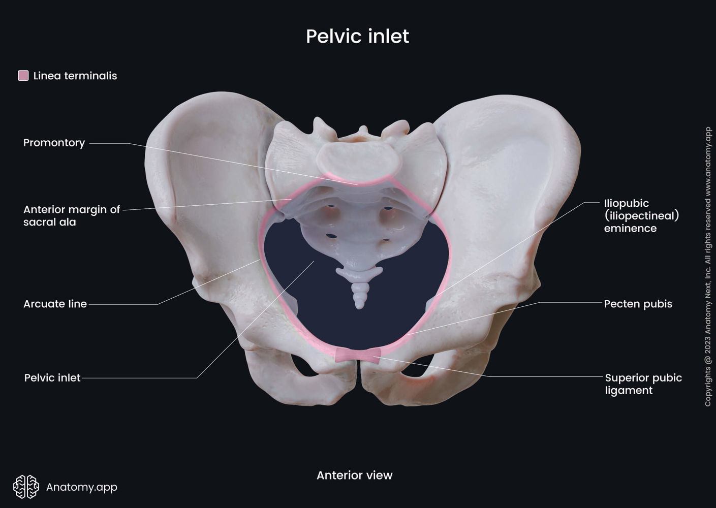 Pelvic inlet | Anatomy.app