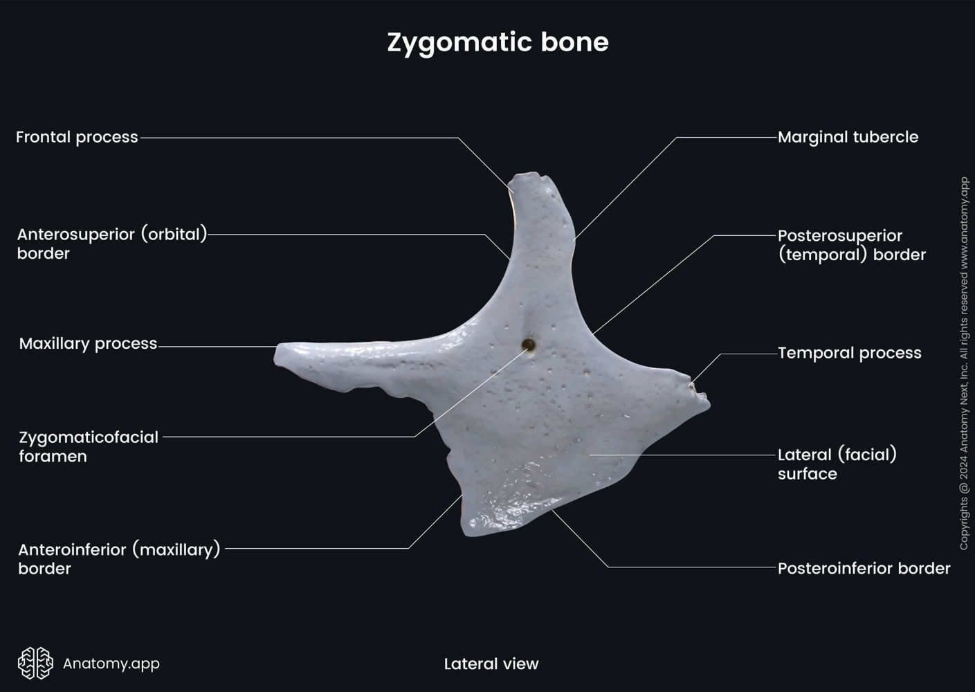 Zygomatic bone (lateral view) | Anatomy.app