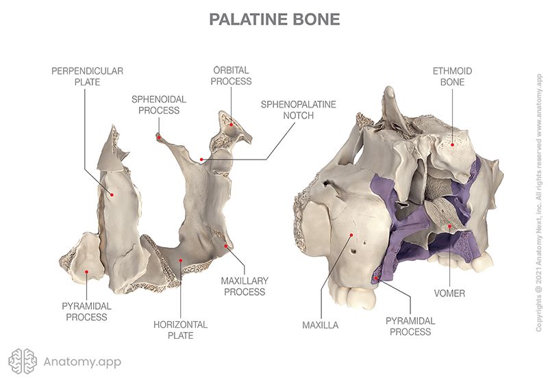 Palatine bone (isolated and with adjacent structures) | Anatomy.app
