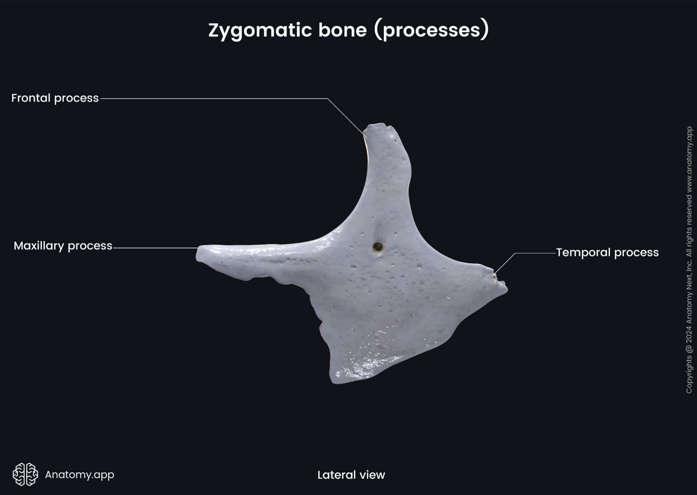 Processes of zygomatic bone (lateral view) | Anatomy.app