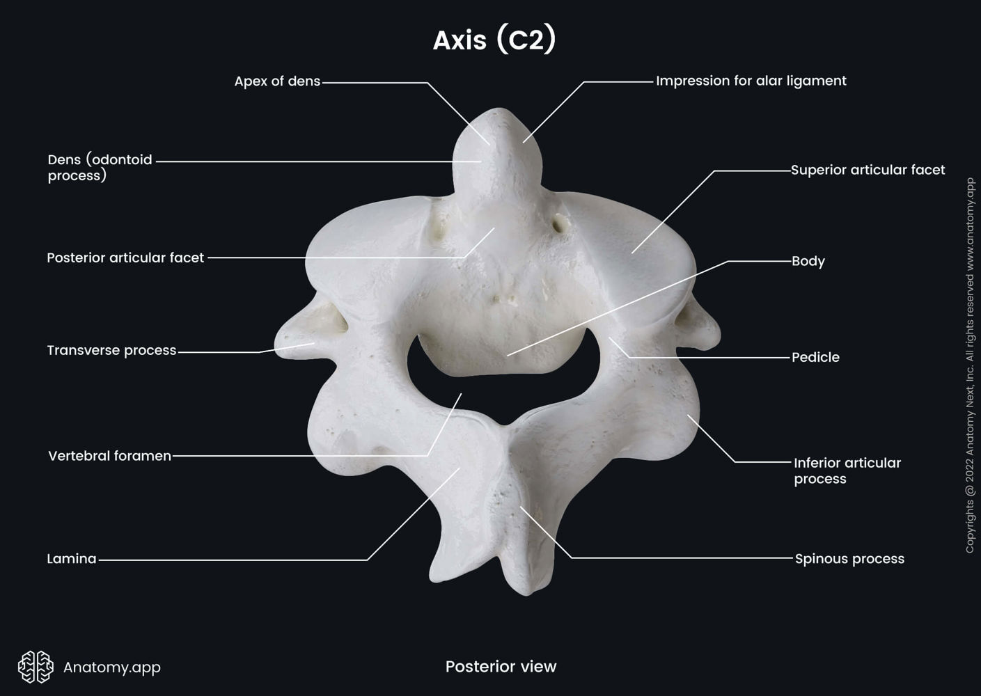 Axis (posterior view) | Anatomy.app