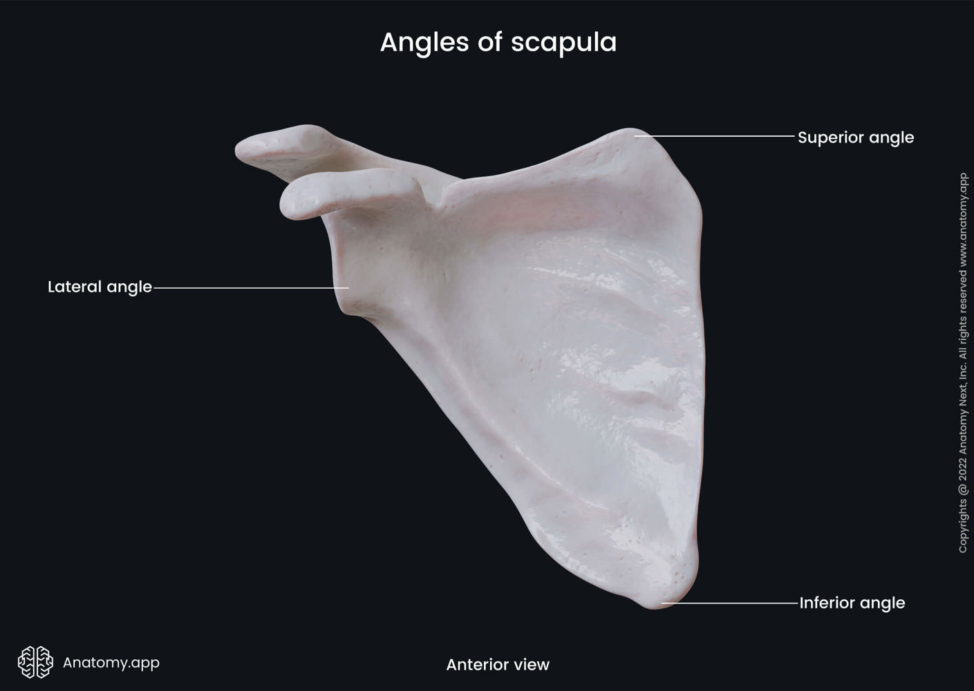 Angles of scapula (anterior view) | Anatomy.app