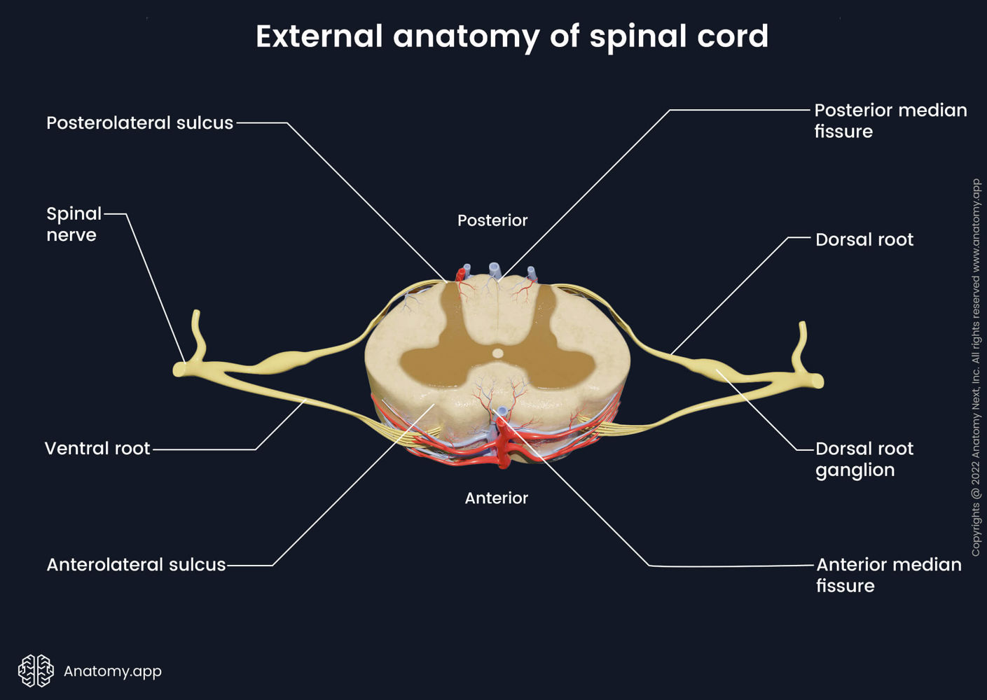External anatomy of spinal cord | Anatomy.app