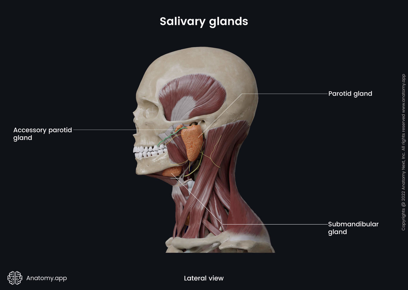 Major salivary glands | Anatomy.app
