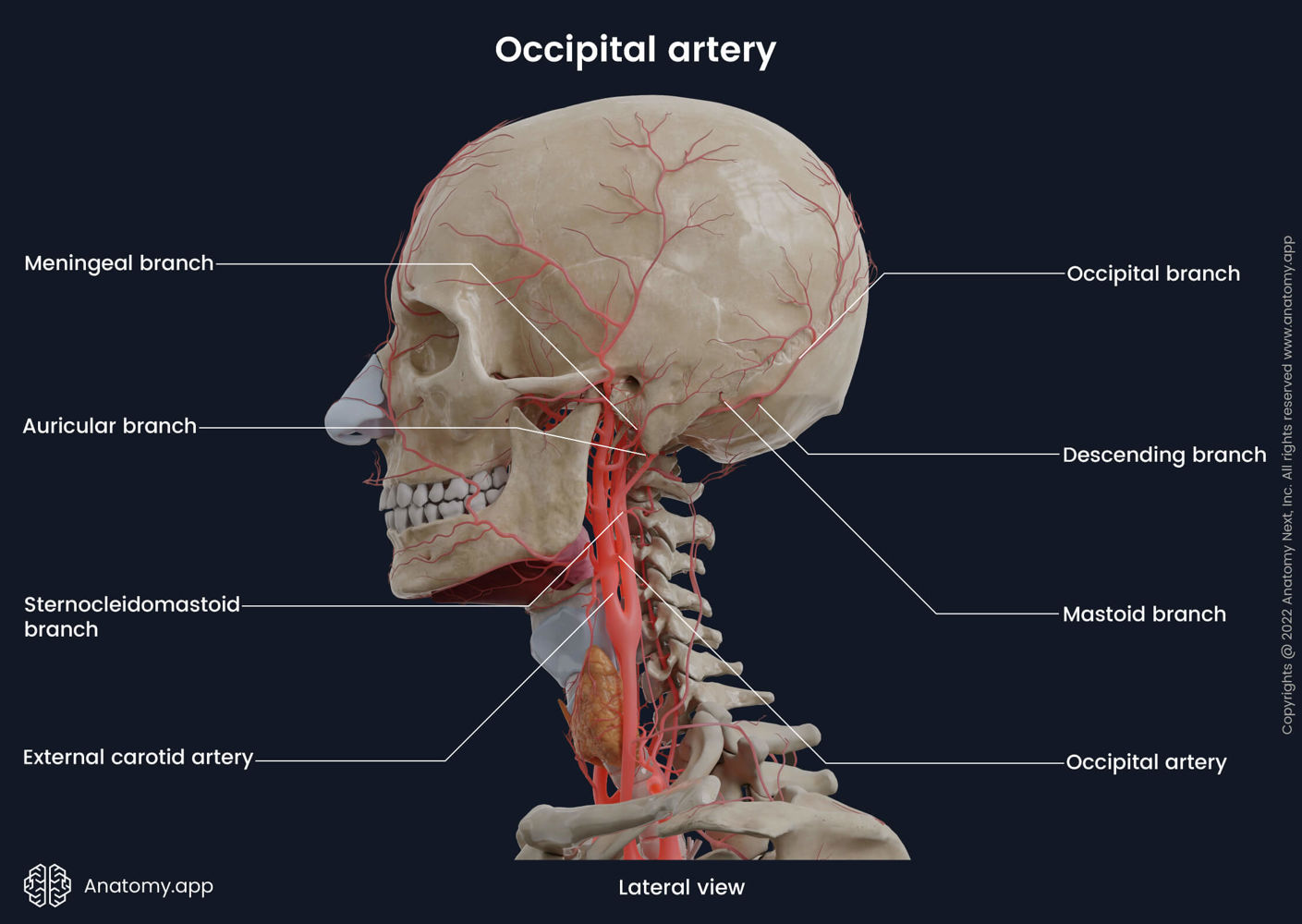 Occipital artery (lateral view) | Anatomy.app