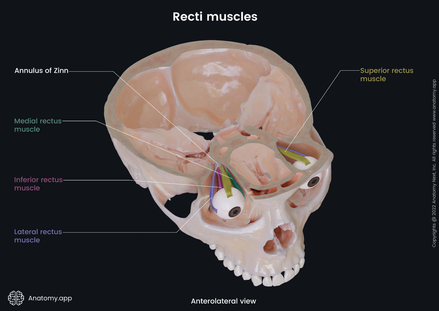 Recti muscles within bony orbit | Anatomy.app