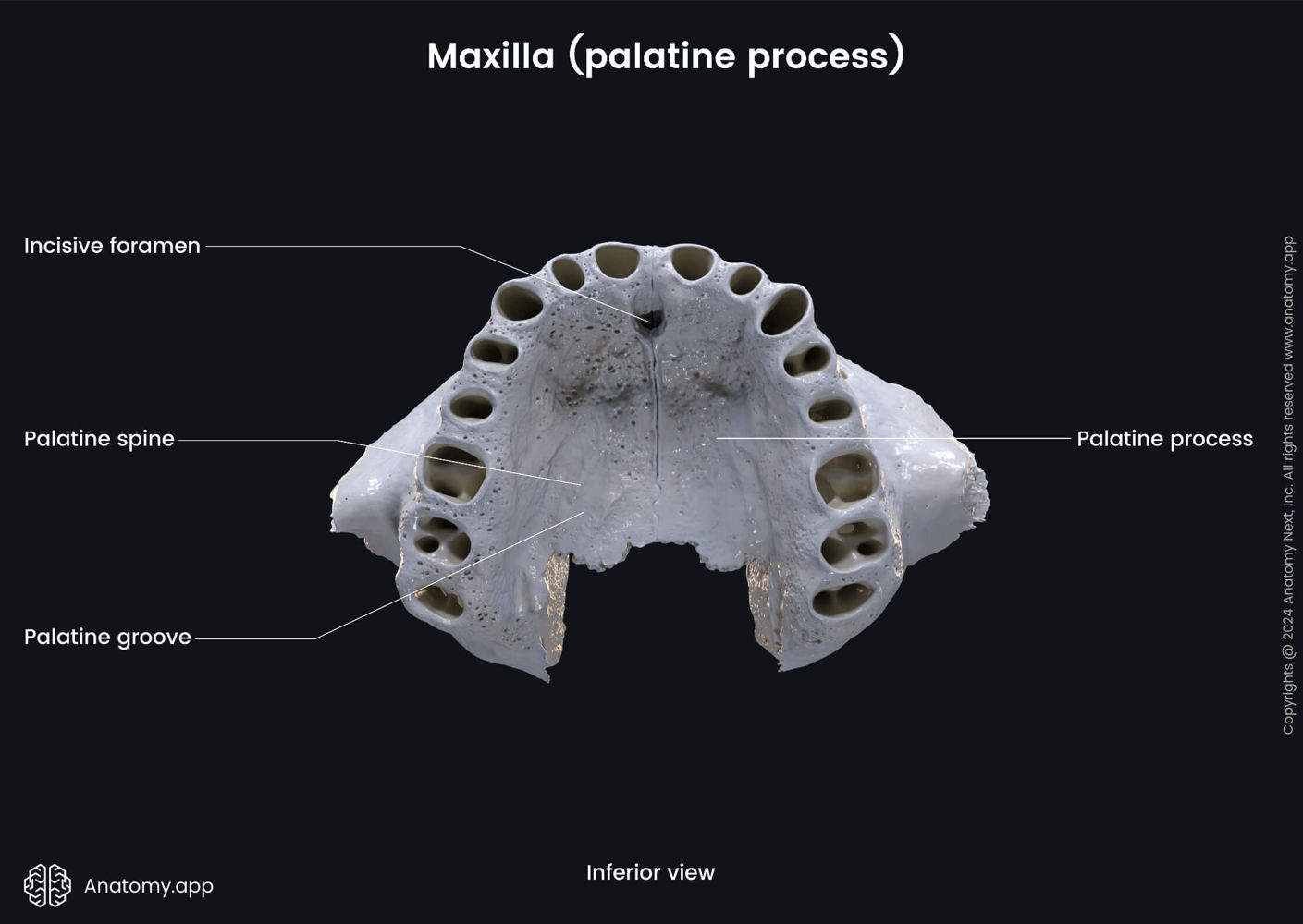 Palatine process of maxilla | Anatomy.app