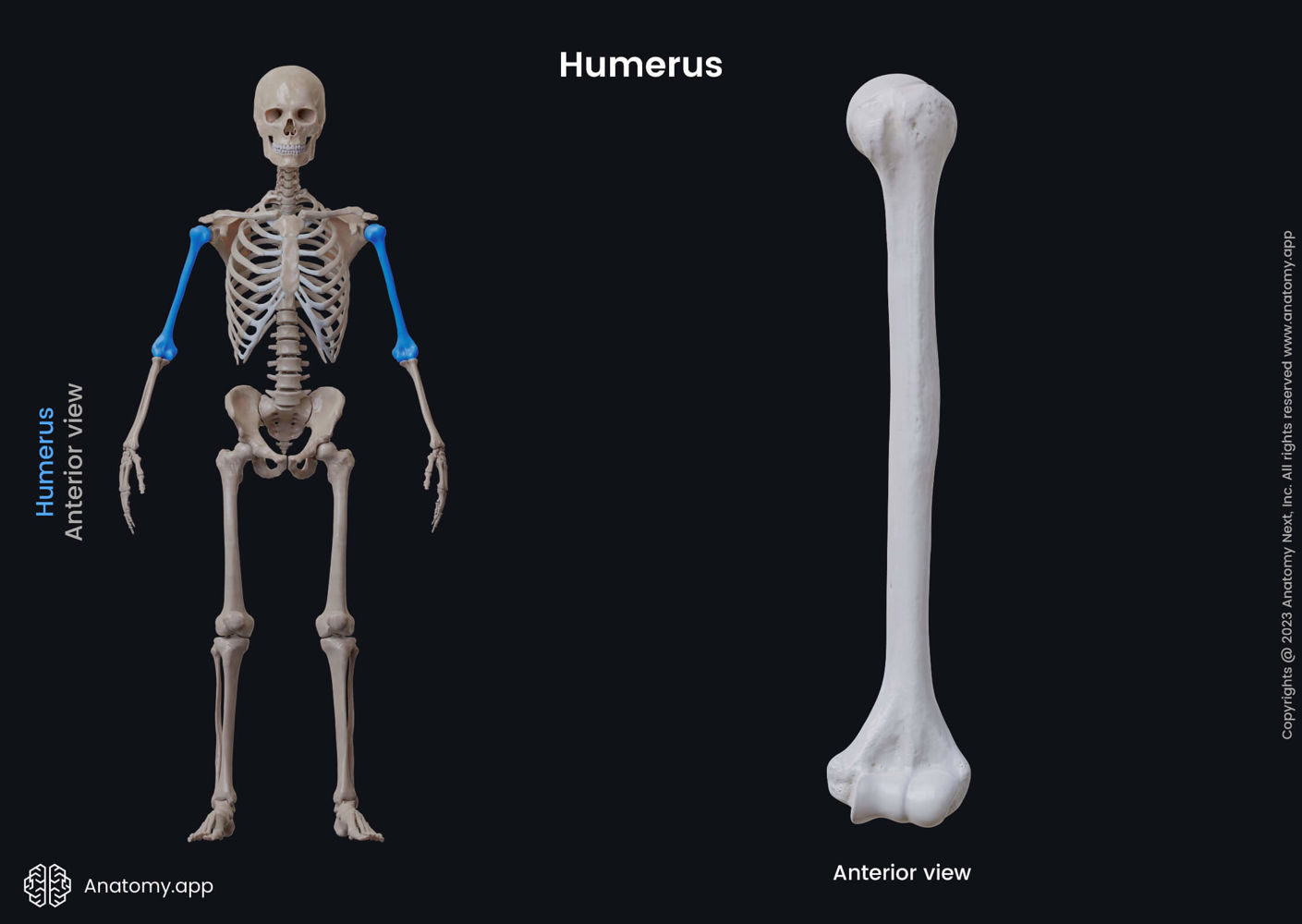Humerus | Anatomy.app