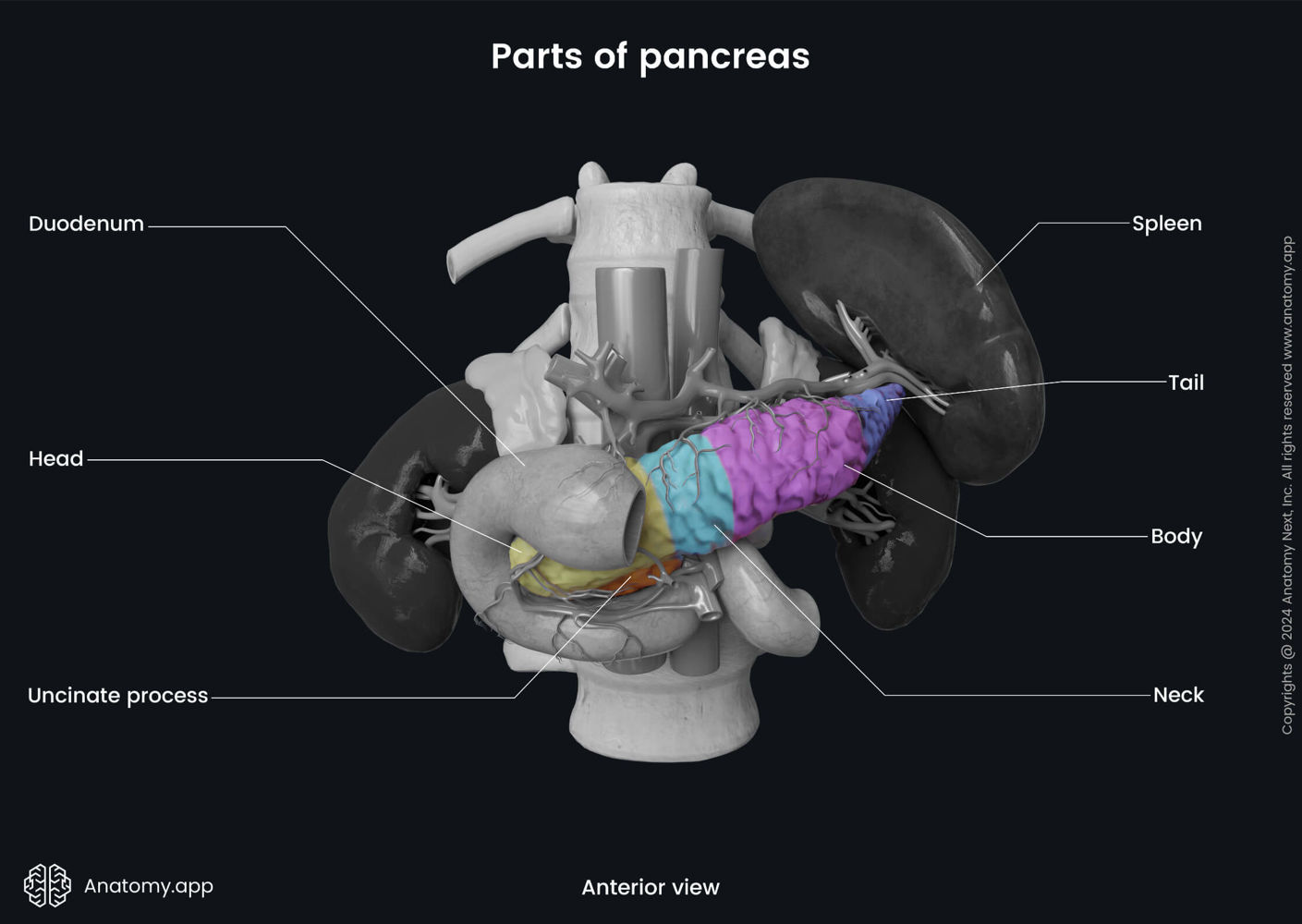 Parts of pancreas | Anatomy.app