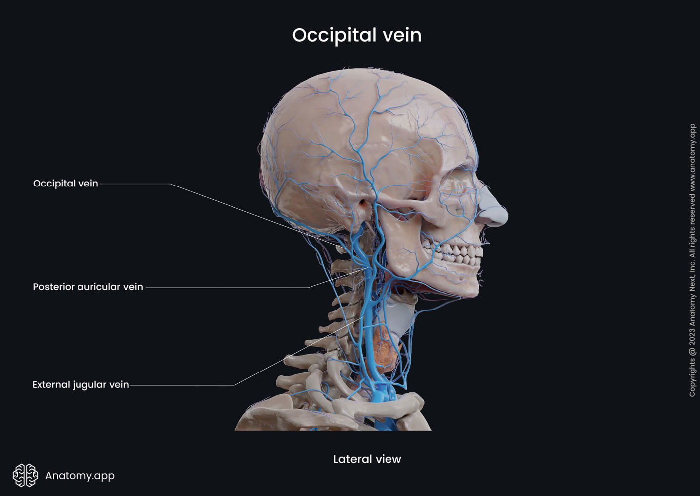 Occipital vein (lateral view) | Anatomy.app