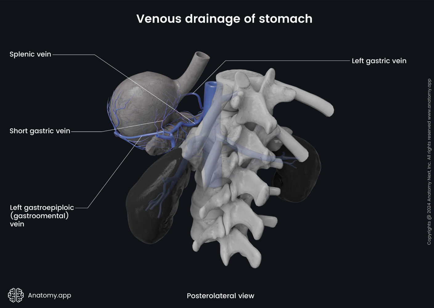 Venous drainage of stomach (posterolateral view) | Anatomy.app