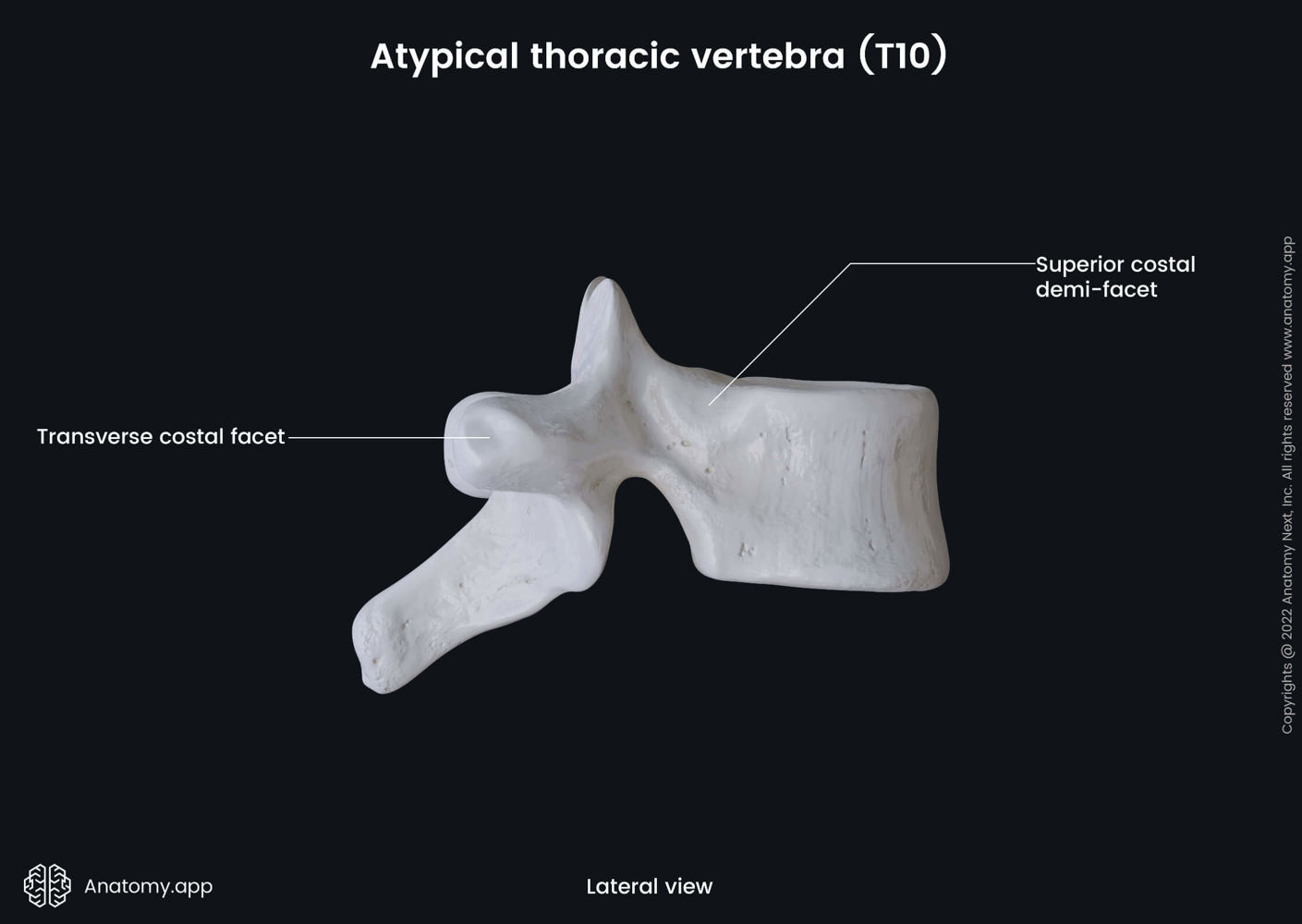 Landmarks of tenth thoracic vertebra (T10; lateral view) | Anatomy.app