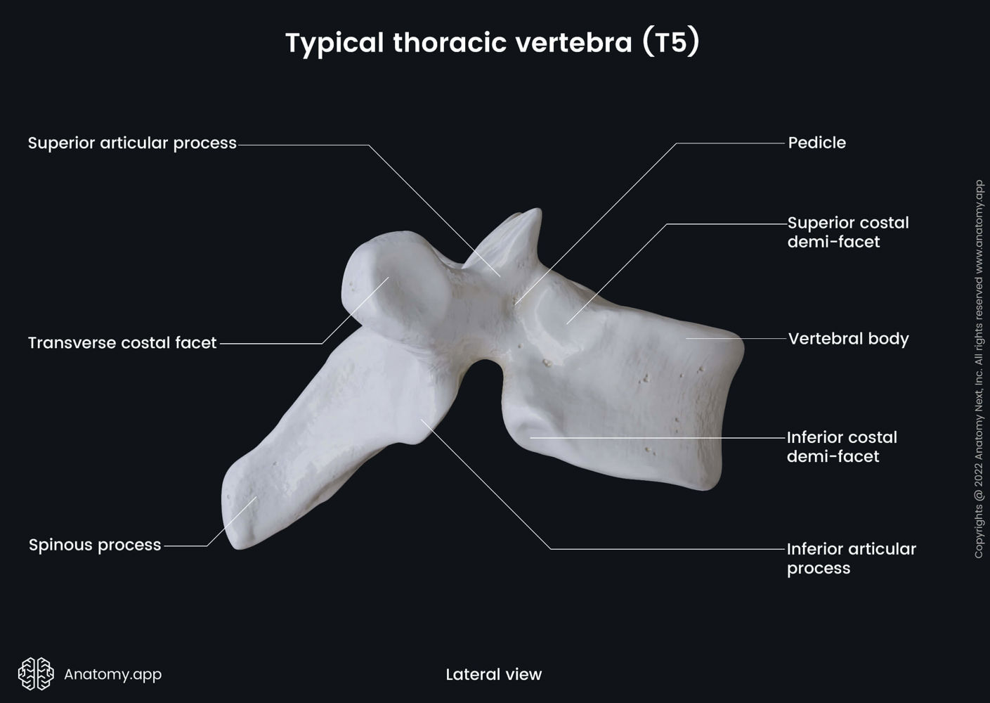 Landmarks of typical thoracic vertebra (T5; lateral view) | Anatomy.app