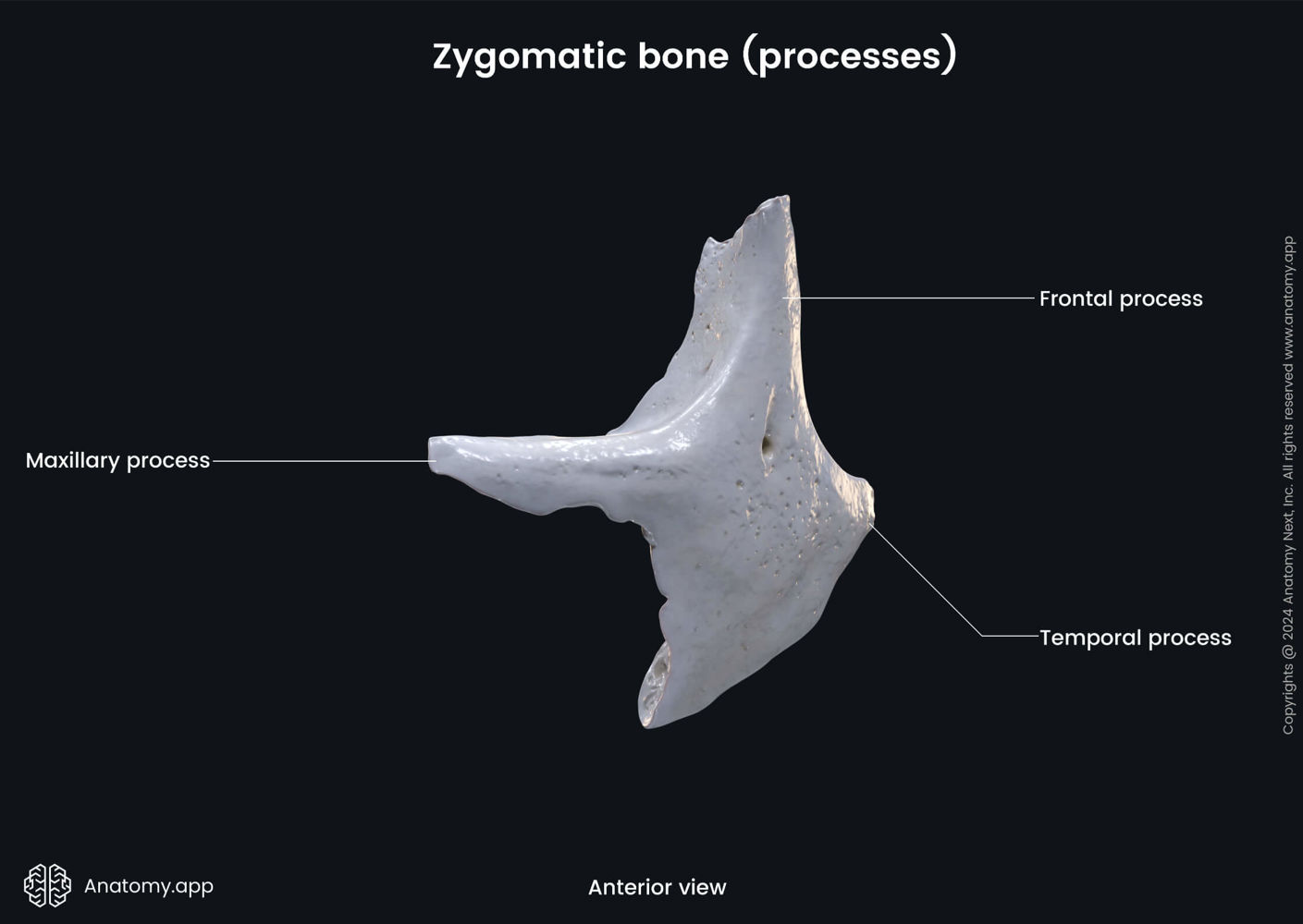 Processes of zygomatic bone (anterior view) | Anatomy.app