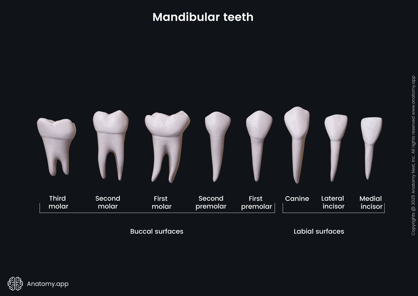 Mandibular teeth | Anatomy.app