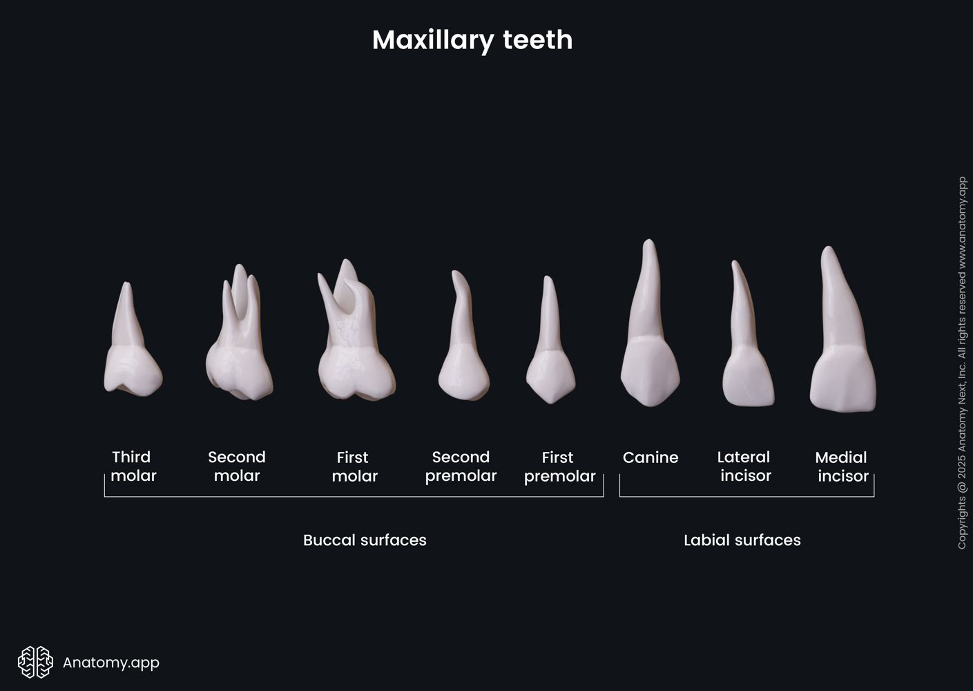 Maxillary teeth | Anatomy.app