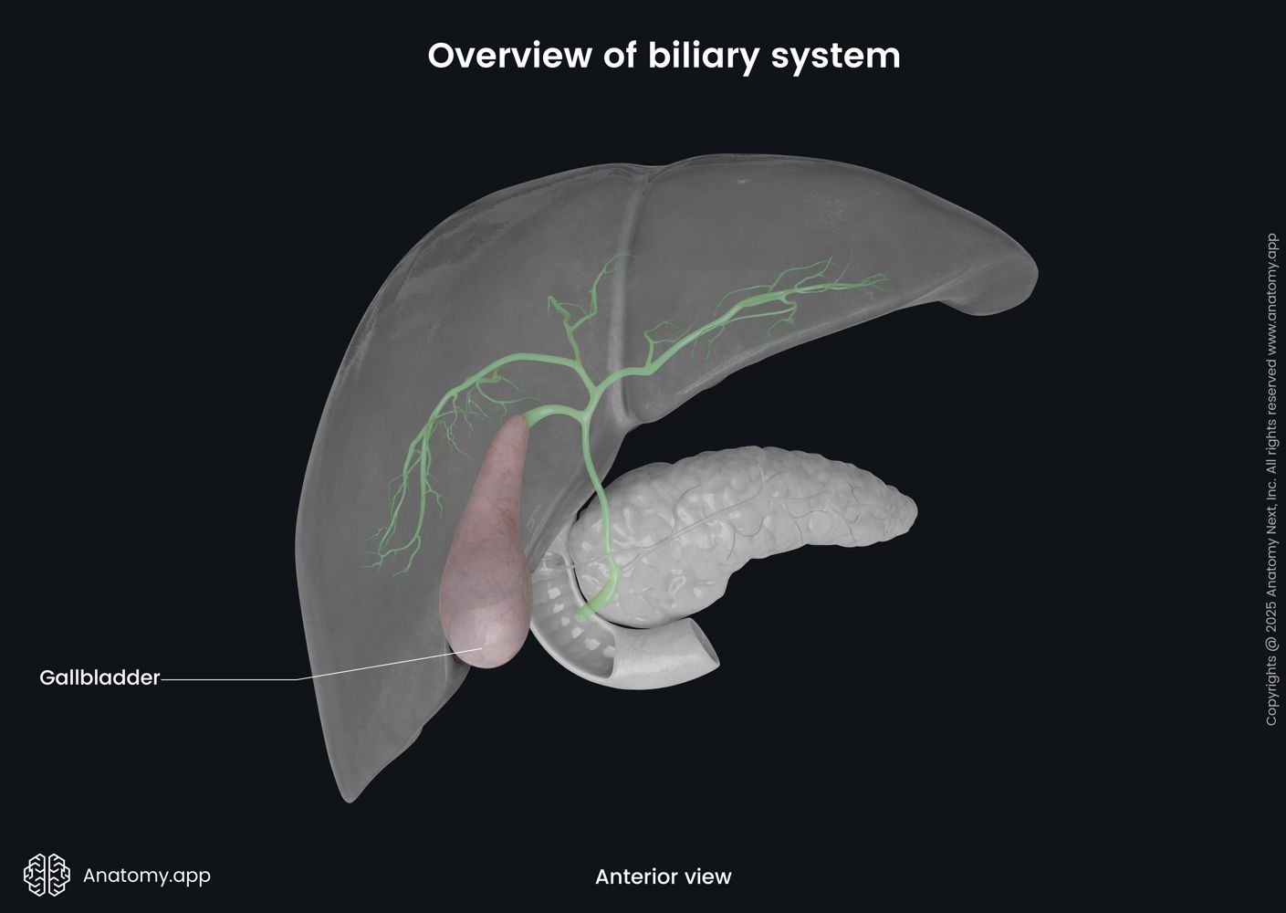Overview of biliary system | Anatomy.app