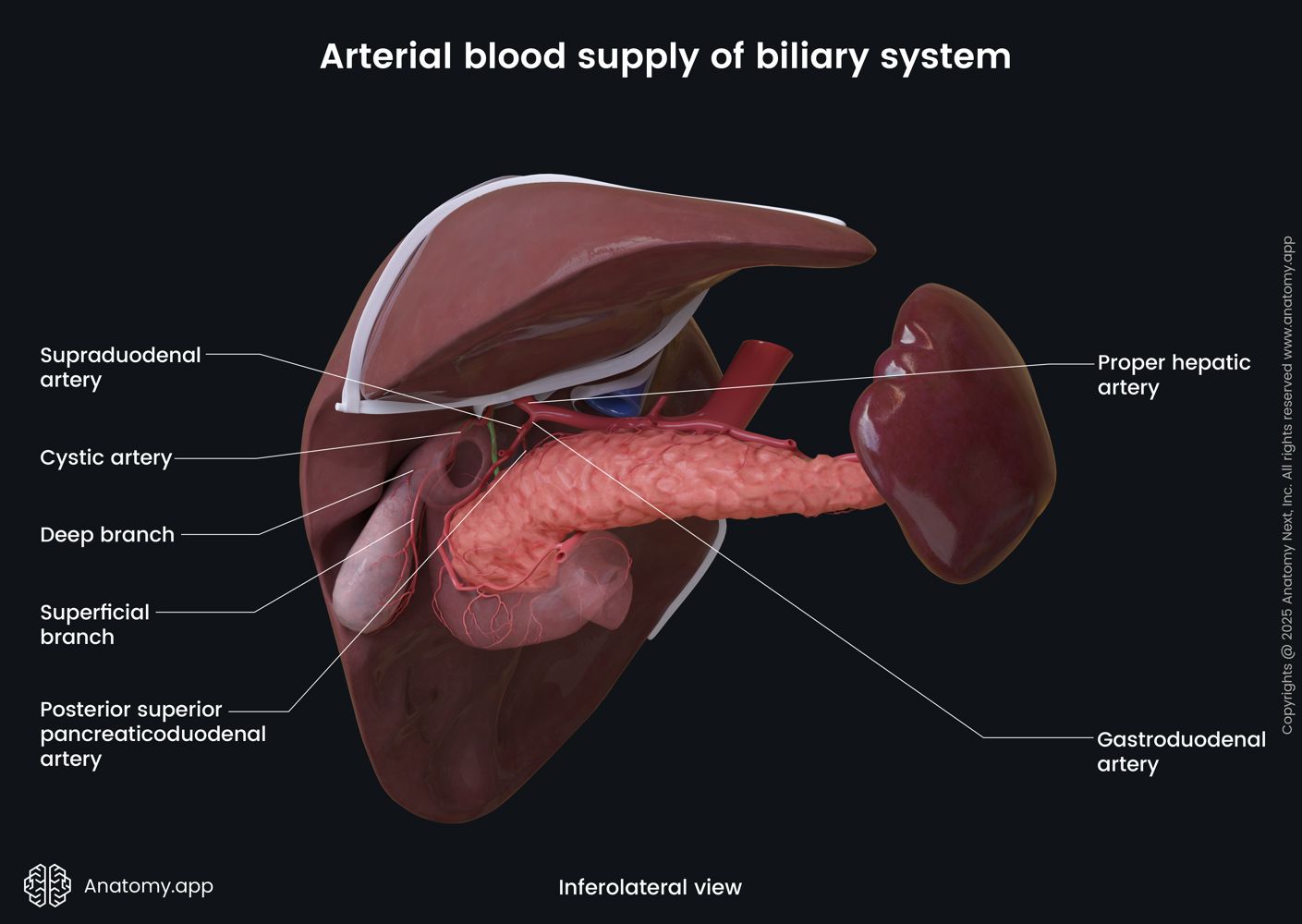 Arterial blood supply of biliary system (inferolateral view) | Anatomy.app