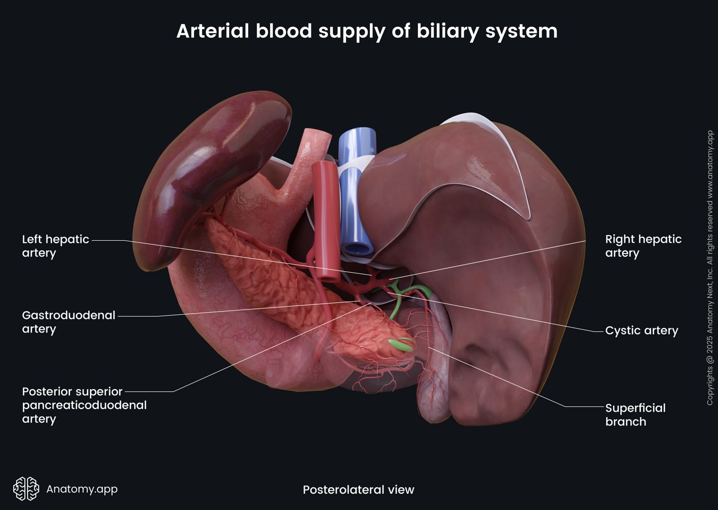 Arterial blood supply of biliary system (posterolateral view) | Anatomy.app