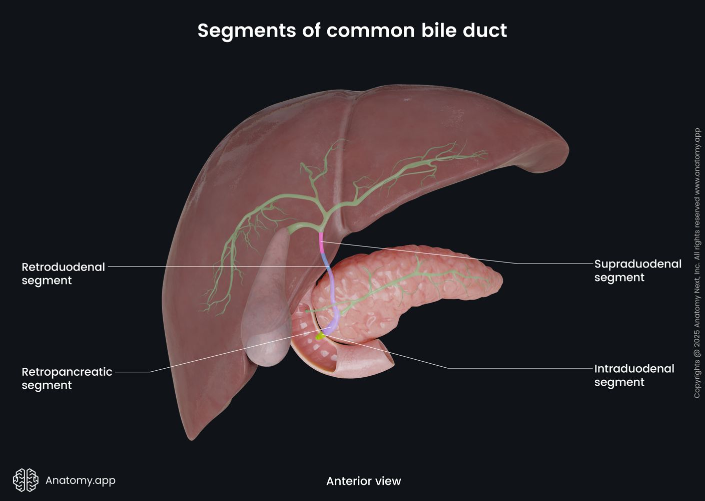 Segments of common bile duct | Anatomy.app