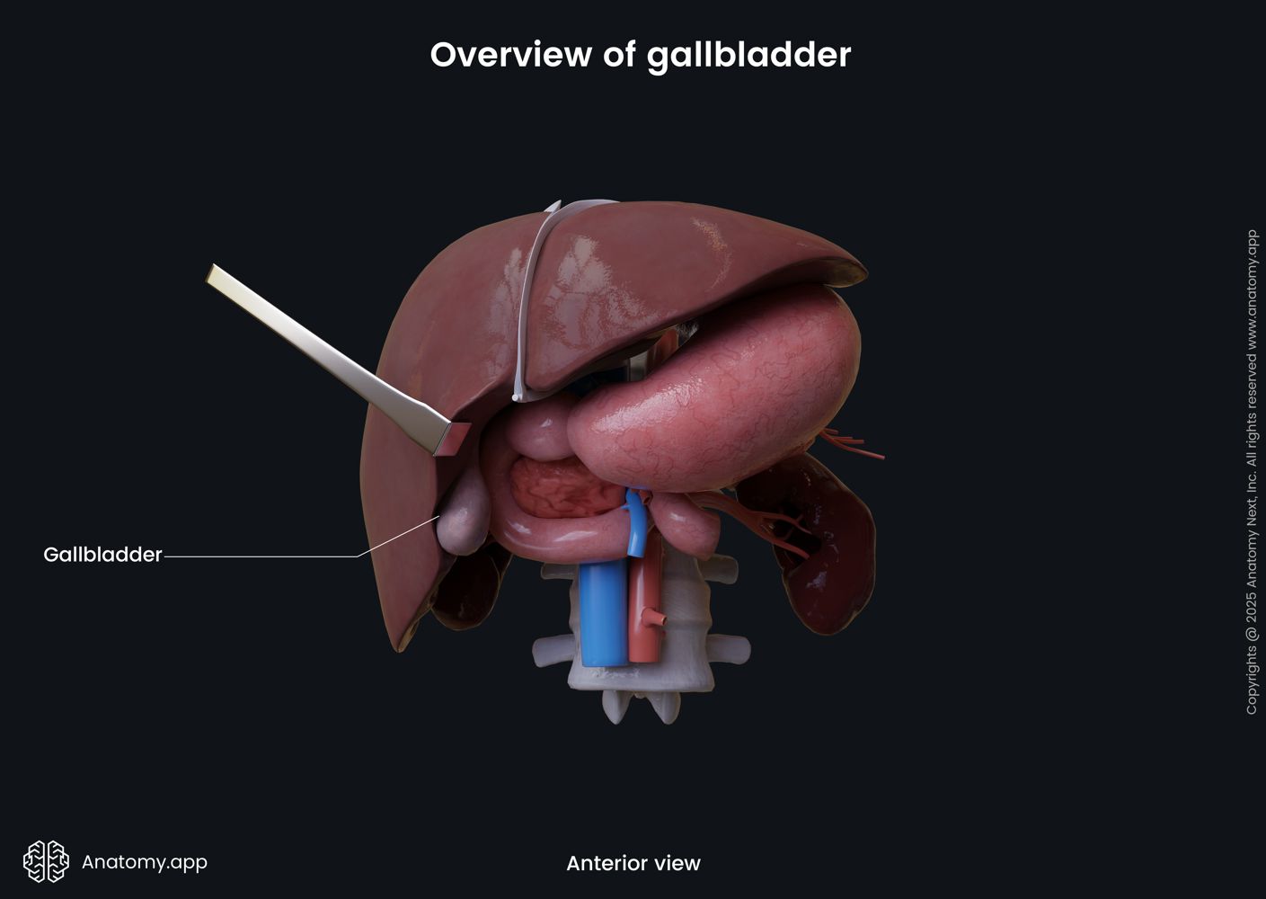 Overview of gallbladder | Anatomy.app