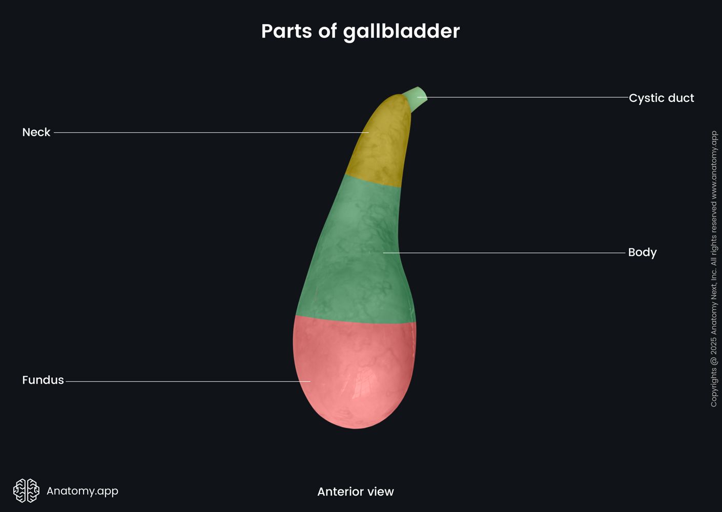 Parts of gallbladder | Anatomy.app