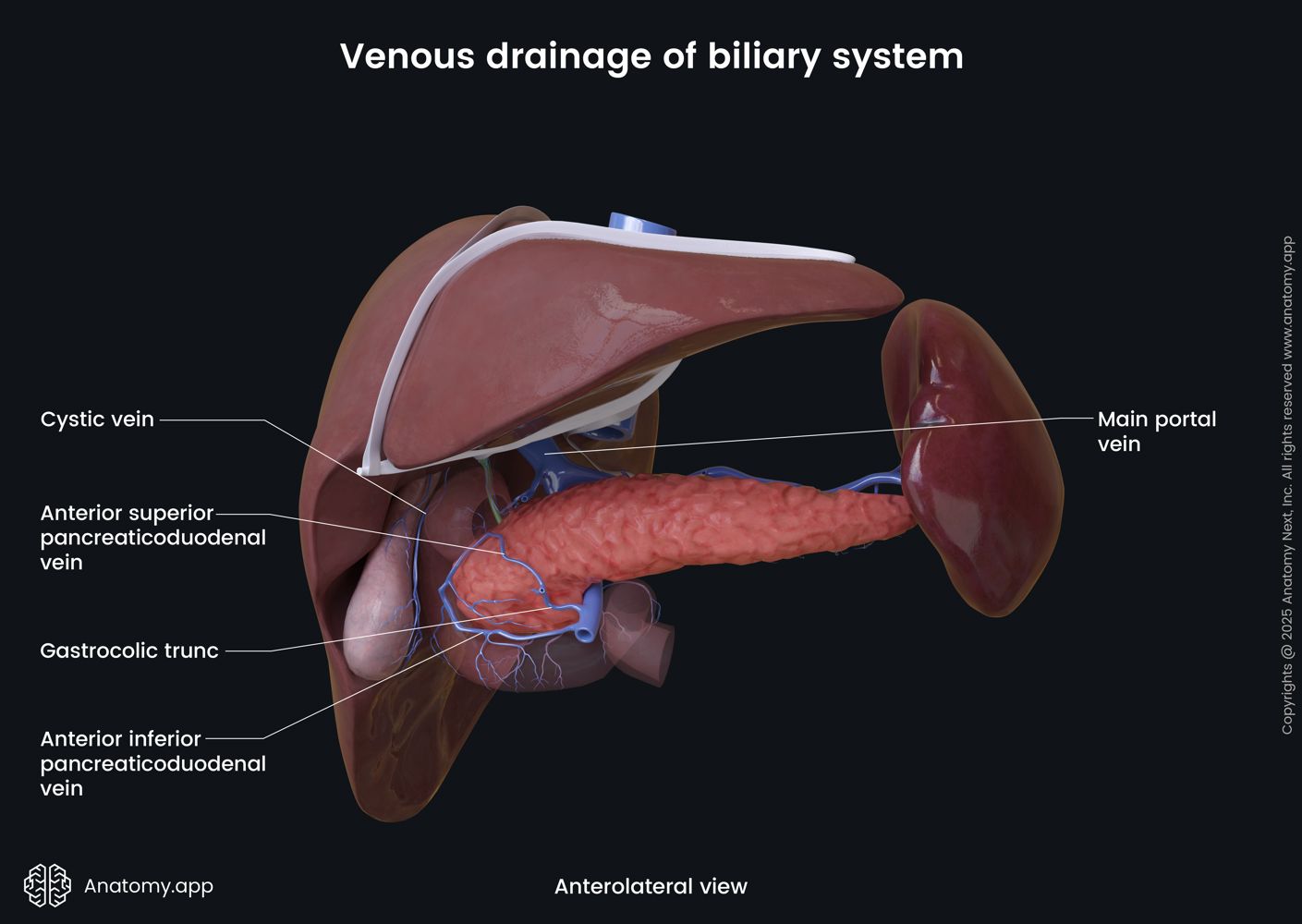 Venous drainage of biliary system (anterolateral view) | Anatomy.app