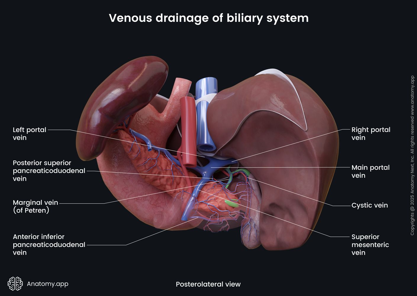Venous drainage of biliary system (posterolateral view) | Anatomy.app
