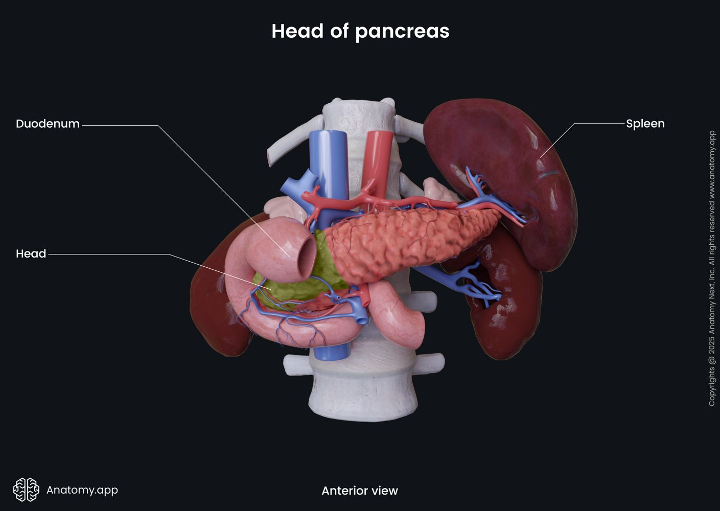 Head of pancreas | Anatomy.app