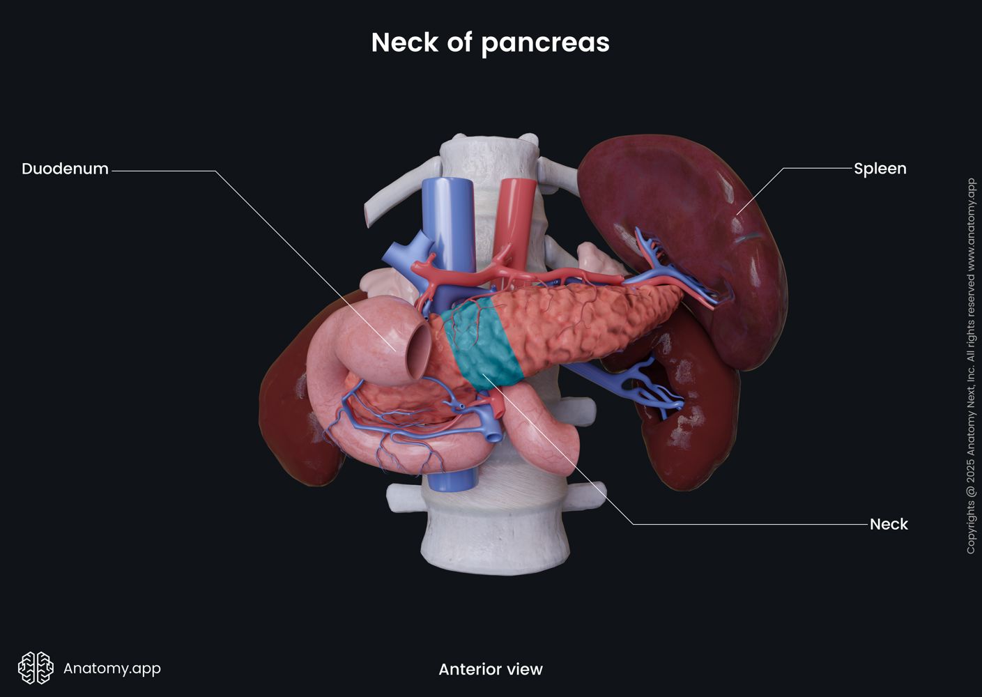 Neck of pancreas | Anatomy.app