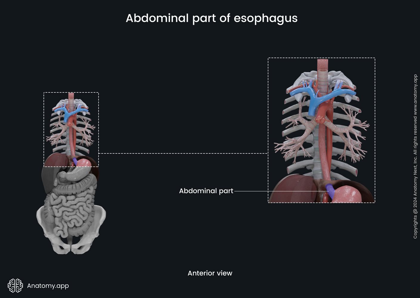 Abdominal part of esophagus | Anatomy.app