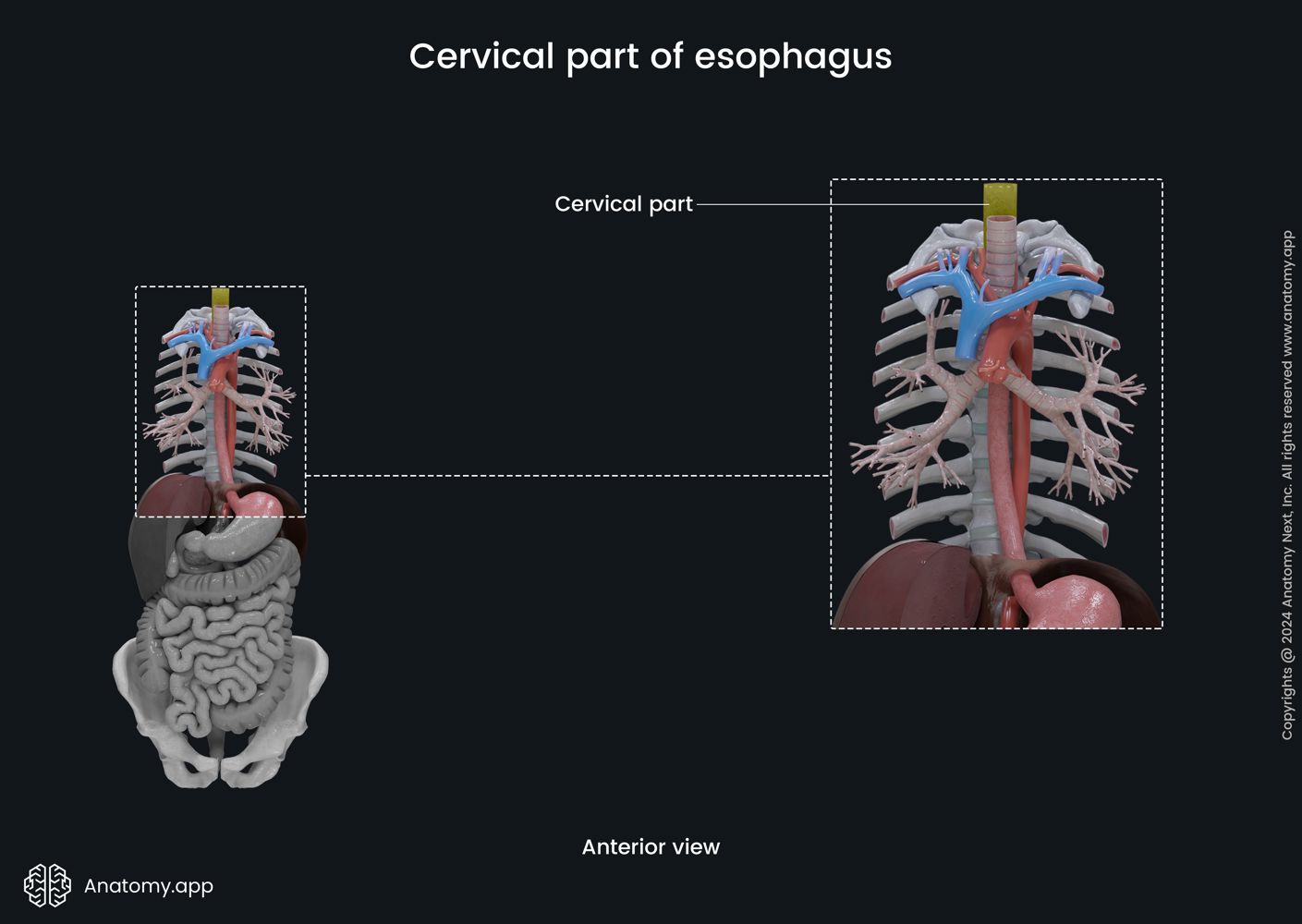 Cervical part of esophagus | Anatomy.app