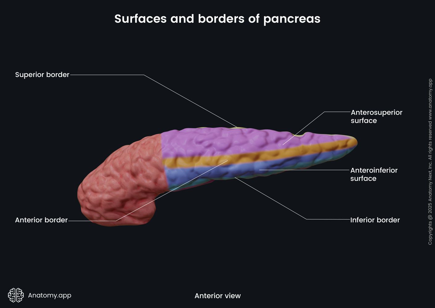 Surfaces and borders of pancreas (anterior view) | Anatomy.app