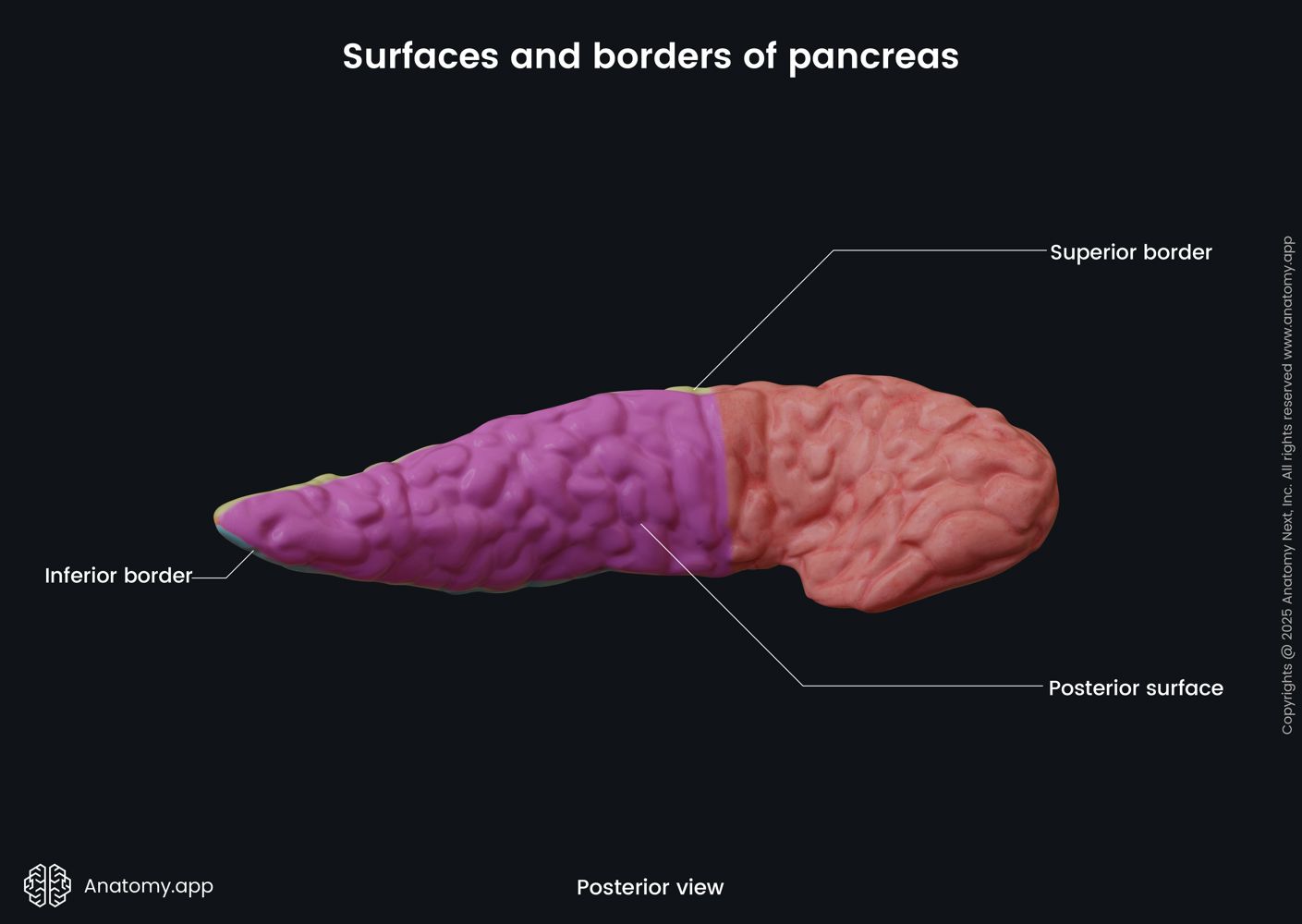 Surfaces and borders of pancreas (posterior view) | Anatomy.app