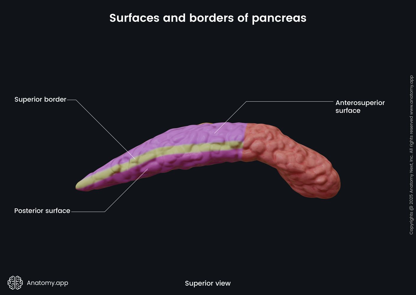 Surfaces and borders of pancreas (superior view) | Anatomy.app