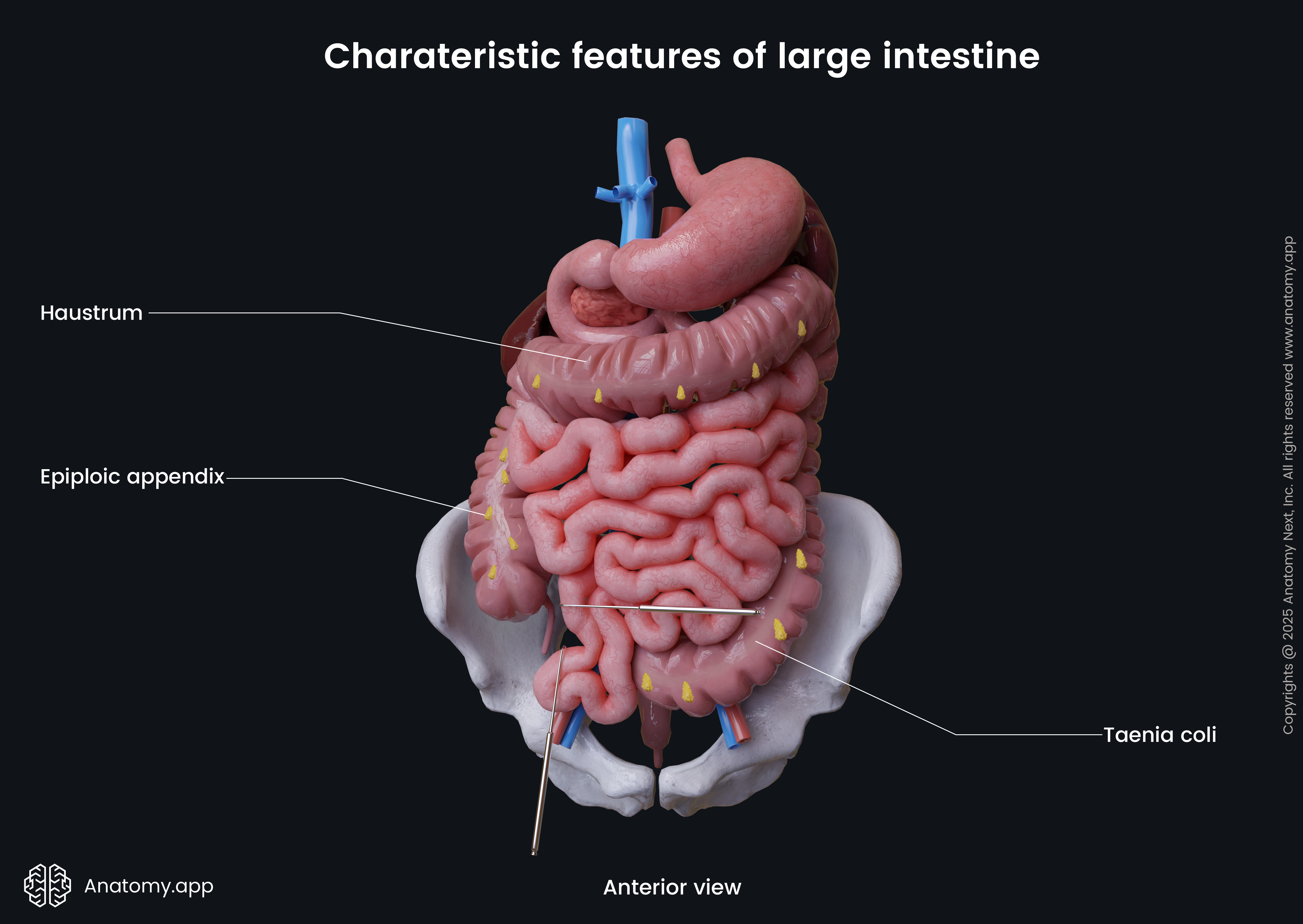 All About The Large Intestine Moomoomath And Science