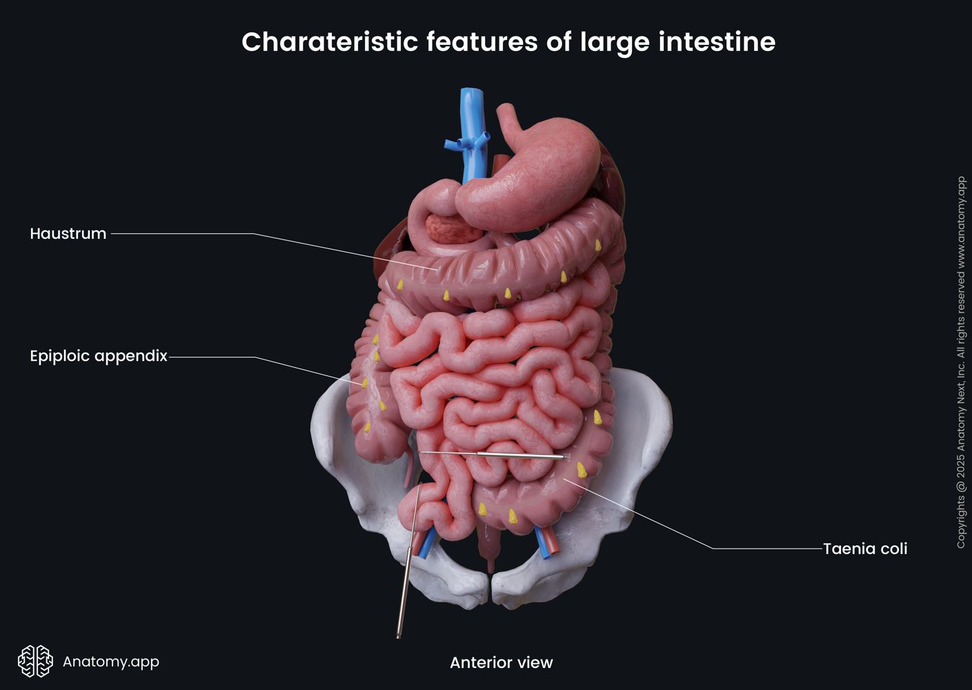 Characteristic features of large intestine | Anatomy.app