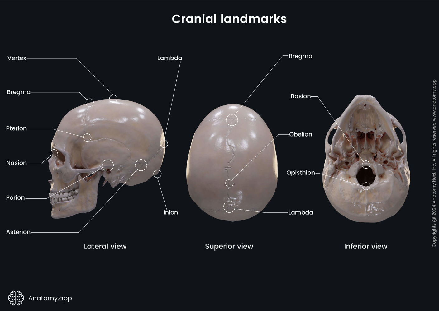 Cranial landmarks | Anatomy.app
