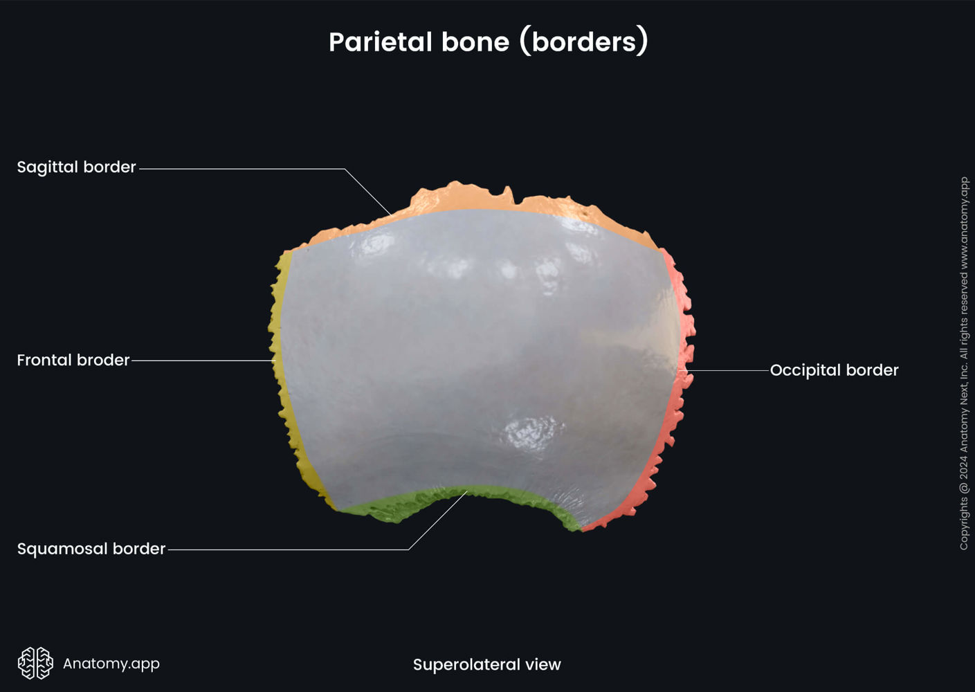 Borders of parietal bone | Anatomy.app