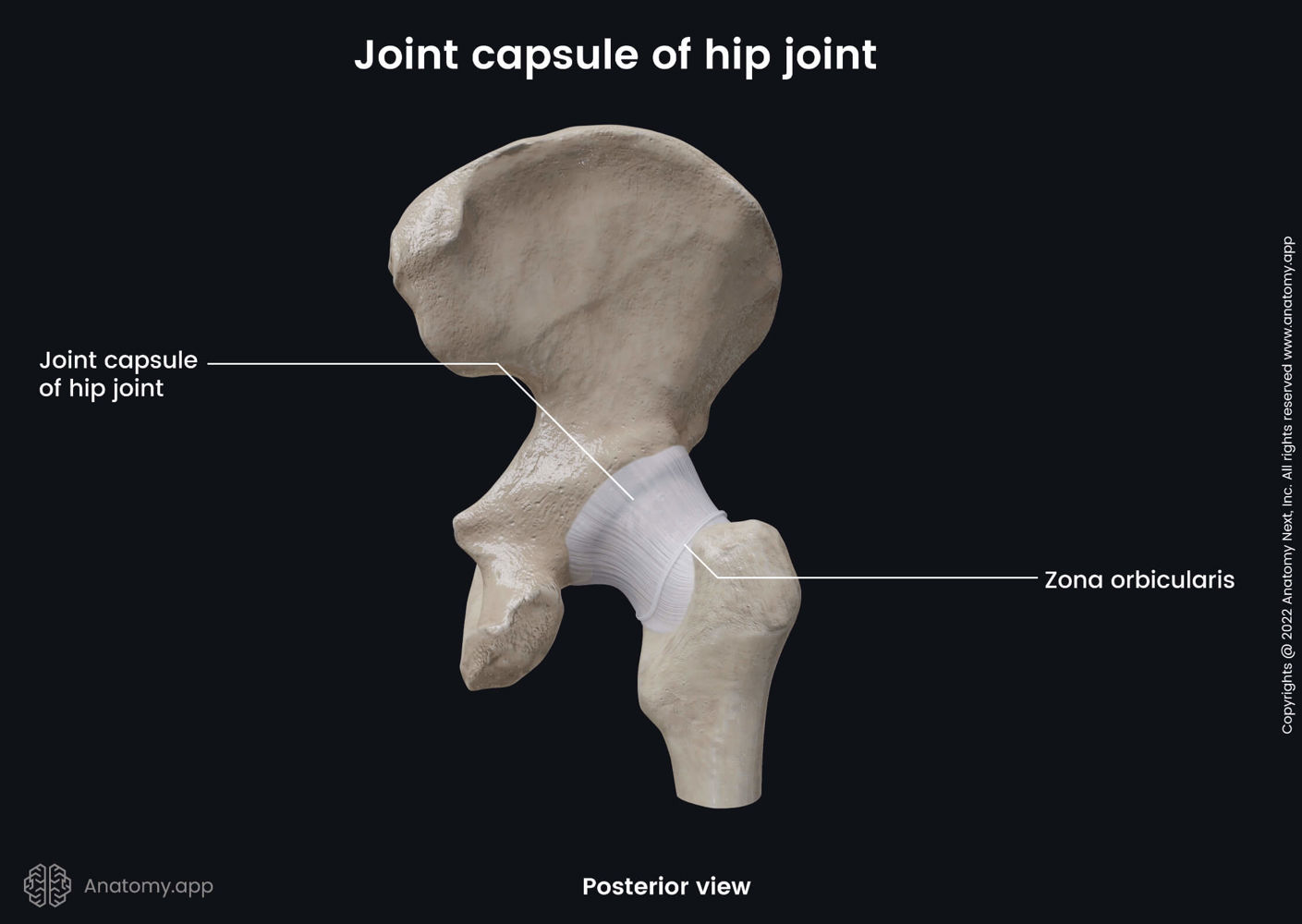 Joint capsule of hip joint (posterior view) | Anatomy.app