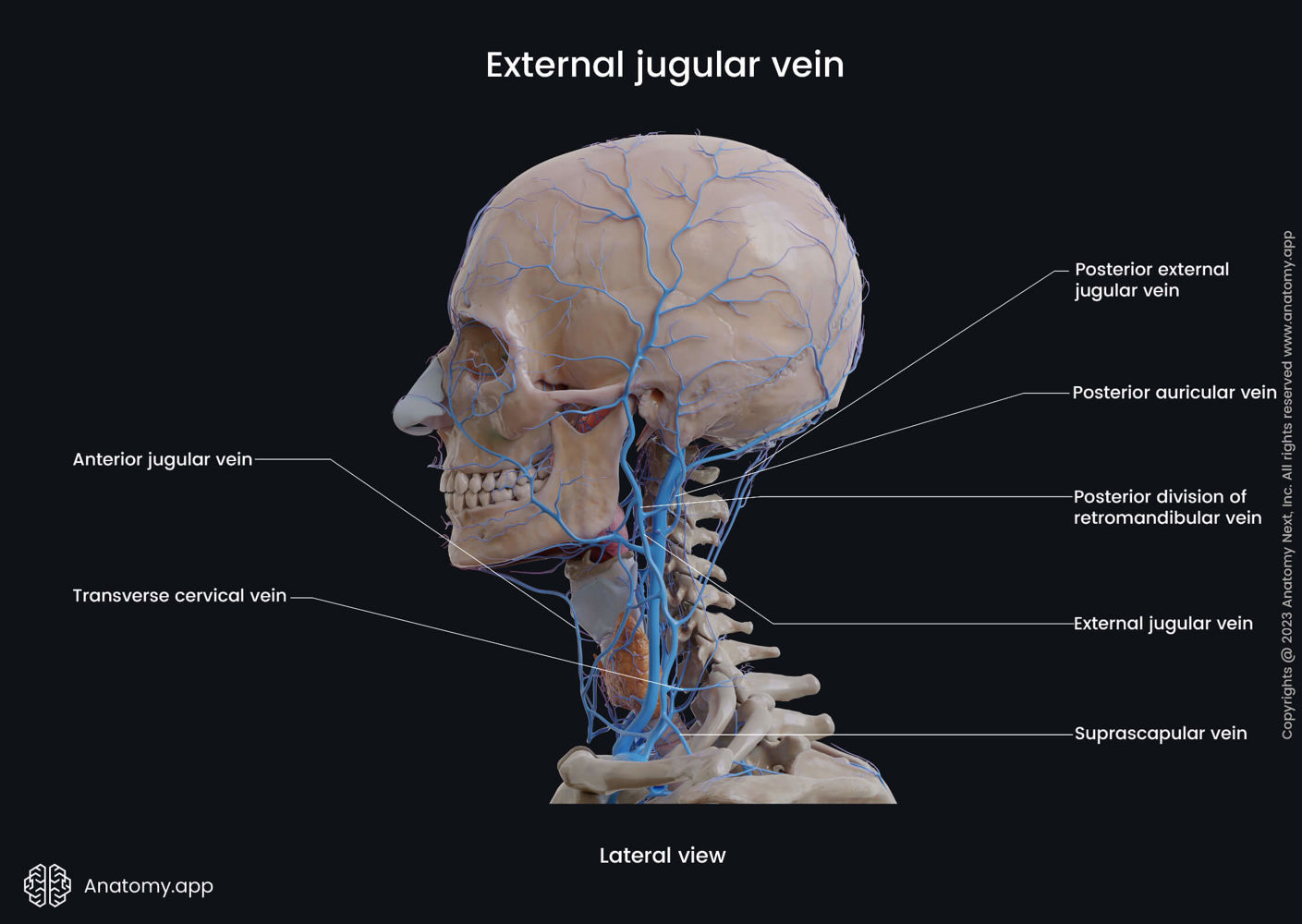 External jugular vein and its tributaries | Anatomy.app