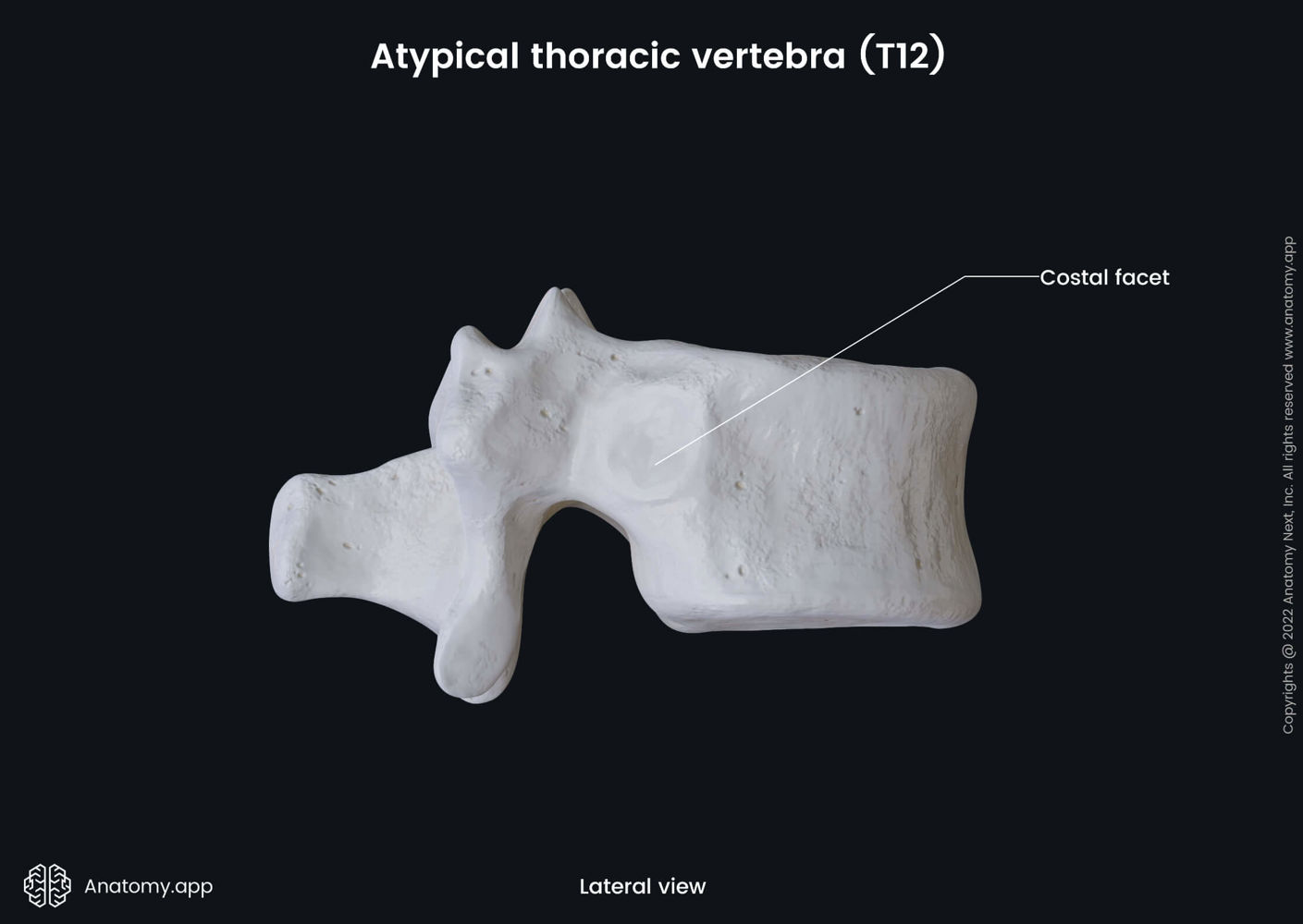 Landmarks of twelfth thoracic vertebra (T12; lateral view) | Anatomy.app