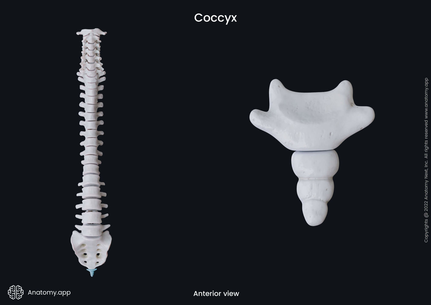 Coccyx | Anatomy.app