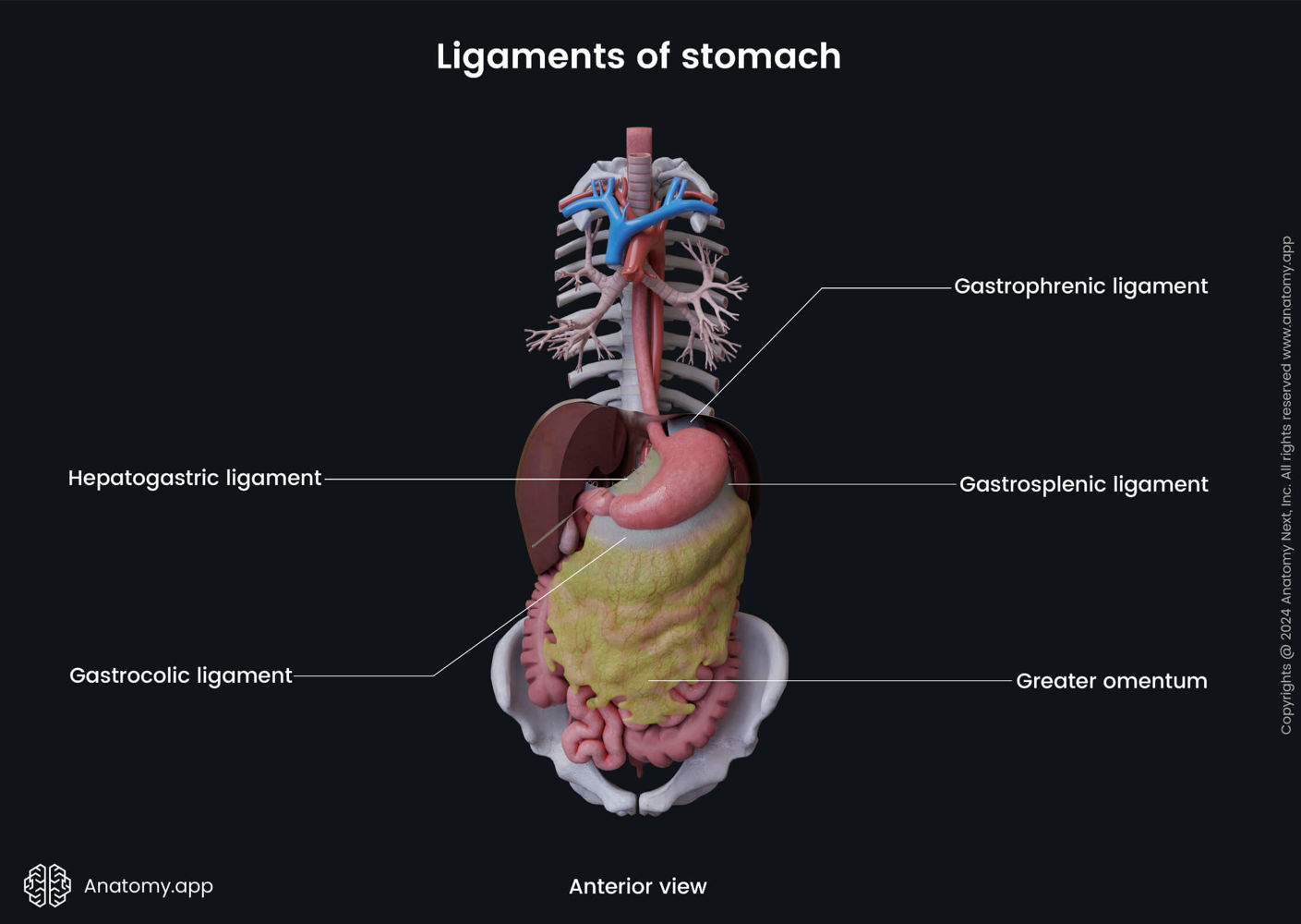Ligaments of stomach | Anatomy.app