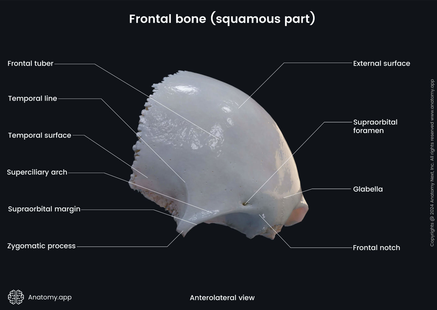 Landmarks of frontal bone (squamous part) | Anatomy.app
