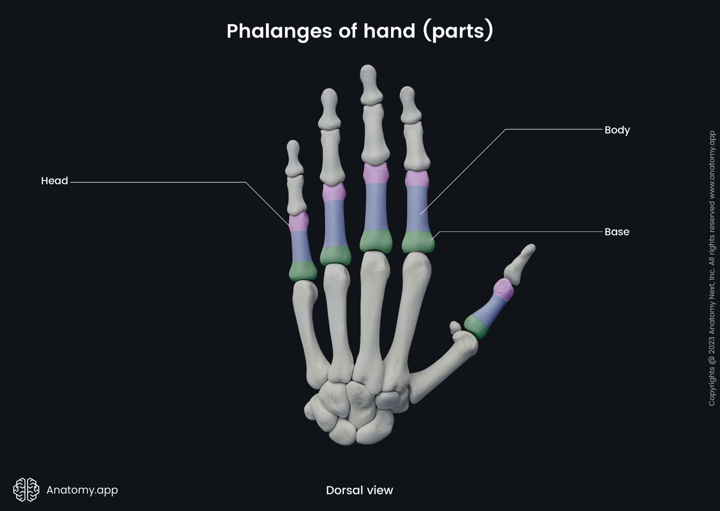 Parts of phalanges (dorsal view) | Anatomy.app