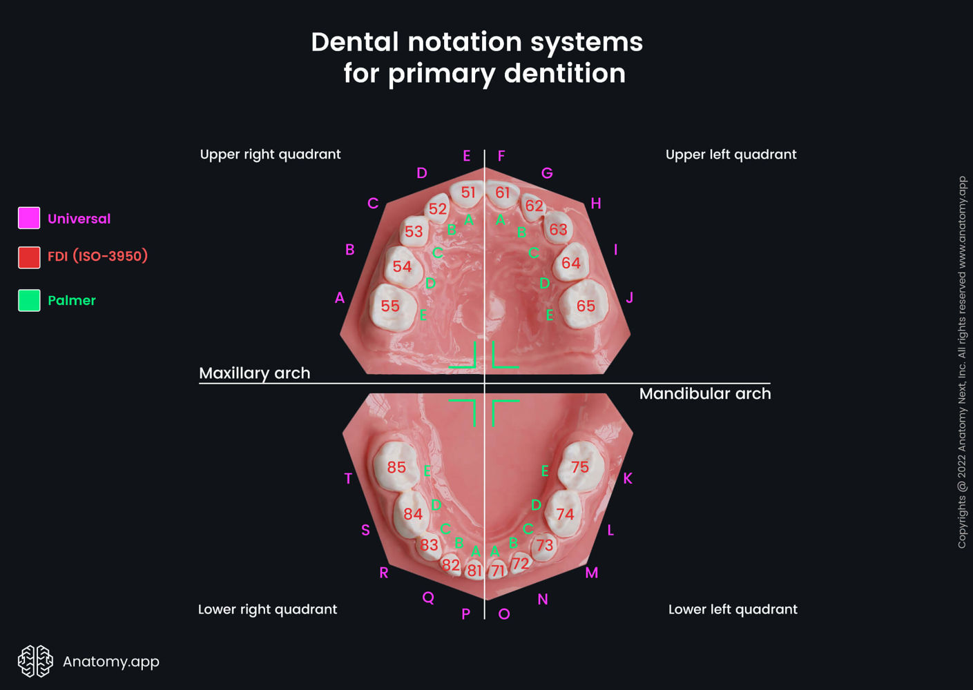 Dental notation systems for primary dentition | Anatomy.app